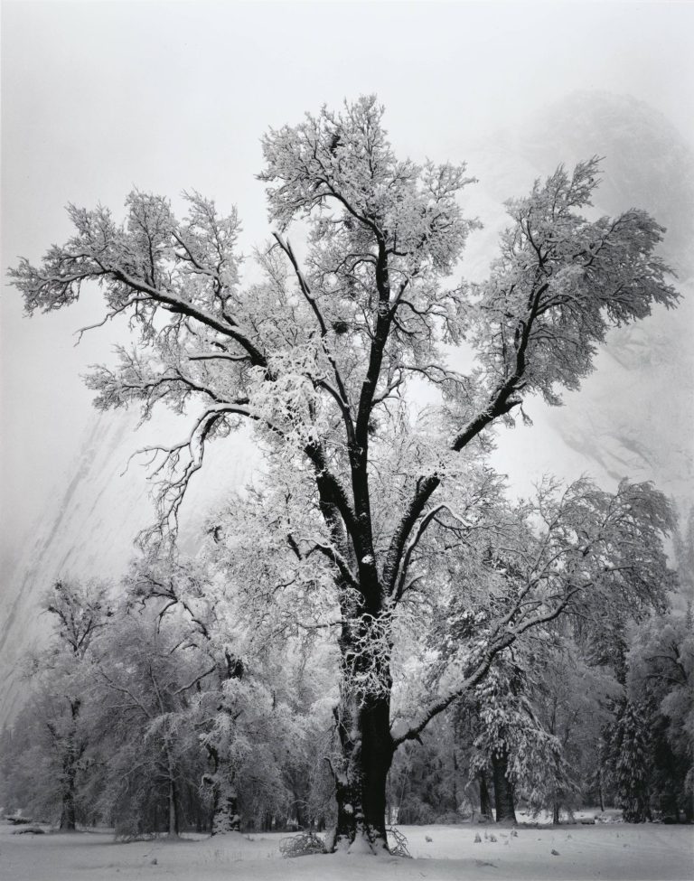 Beautiful Tree Photography