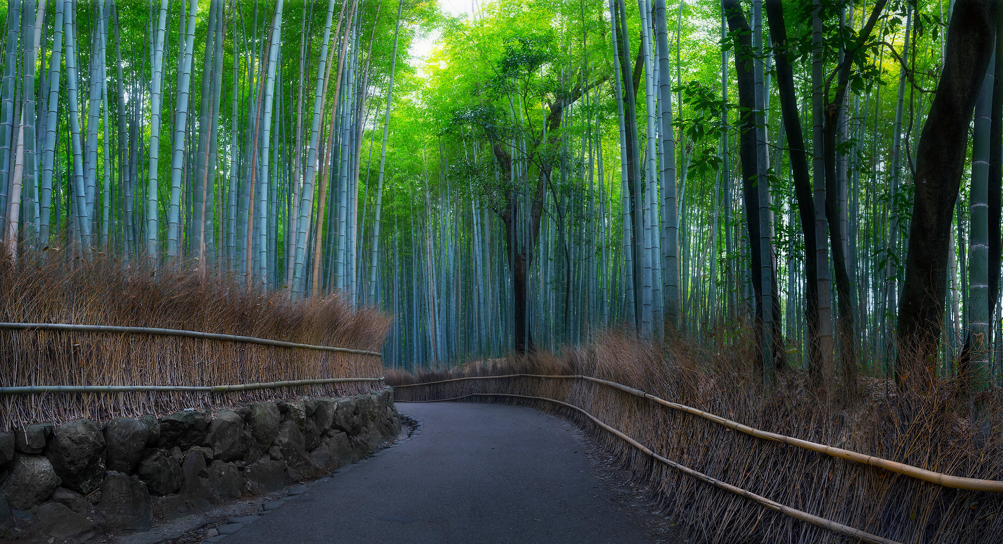 Beneath the Bamboo Sky — Limited Edition Fine Art Photography Print ...