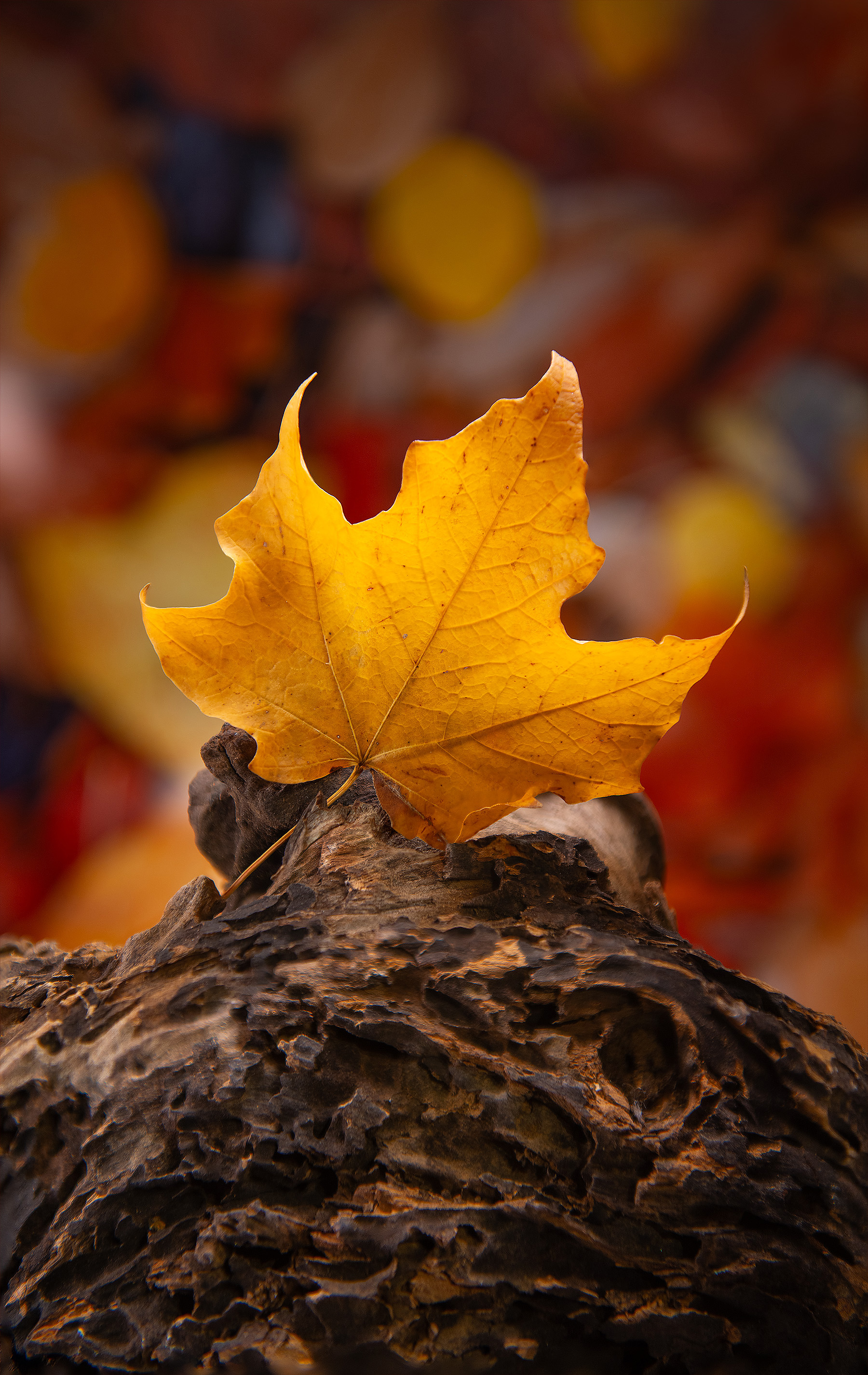 Maple Flame — Limited Edition Fine Art Photography Print | Alex Gubski