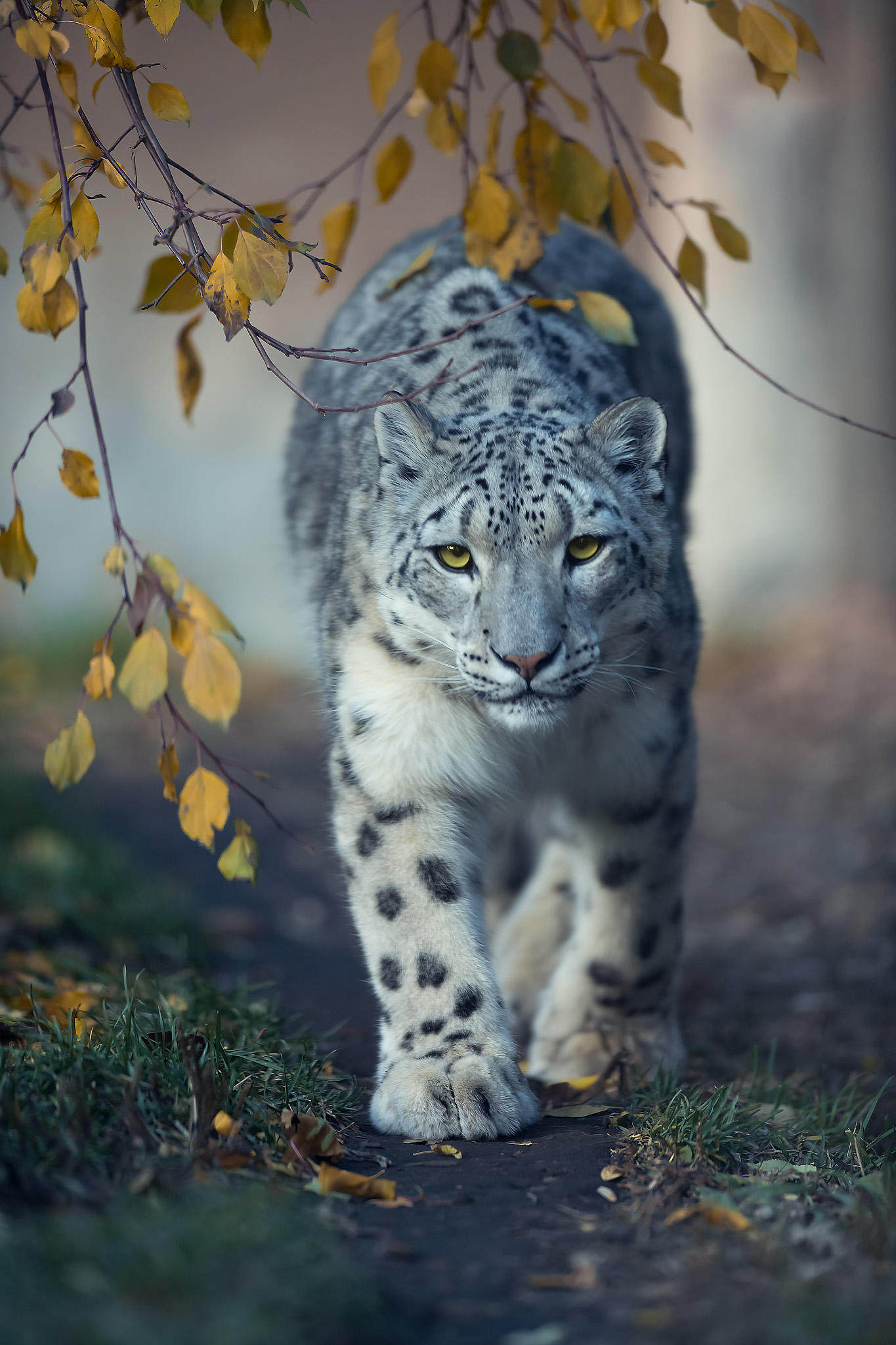 Trail Master — Limited Edition Fine Art Photography Print | Alex Gubski